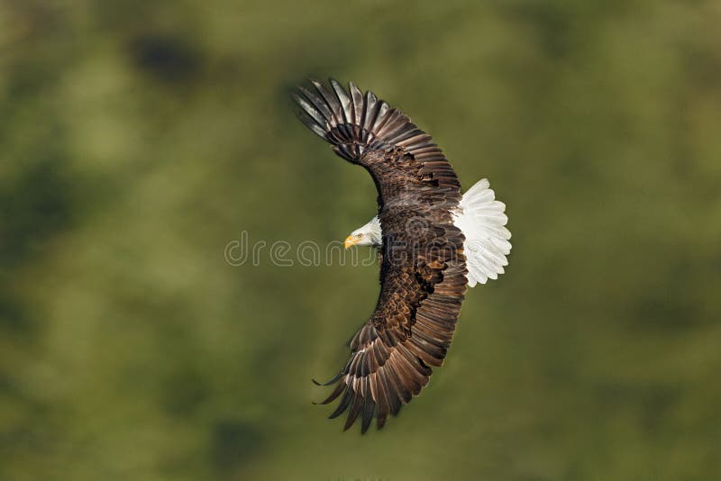 Giant Bald Eagle (Haliaeetus Leucocephalus) Flying with Its Legs and ...