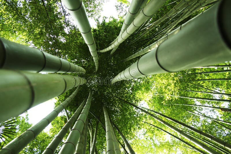 Giant Bamboo Royalty Free Stock Photo - Image: 19968805