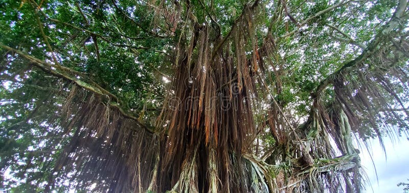 Giant Banu Tree stock image. Image of hawaii, giant - 165452703