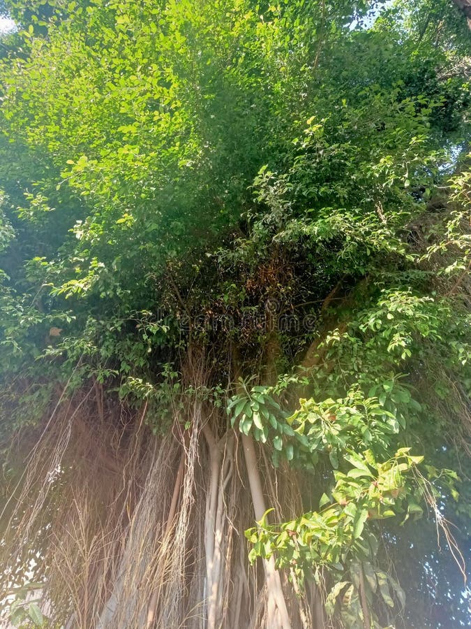 Giant Banyan Tree during the Day Stock Photo - Image of giant, tree ...