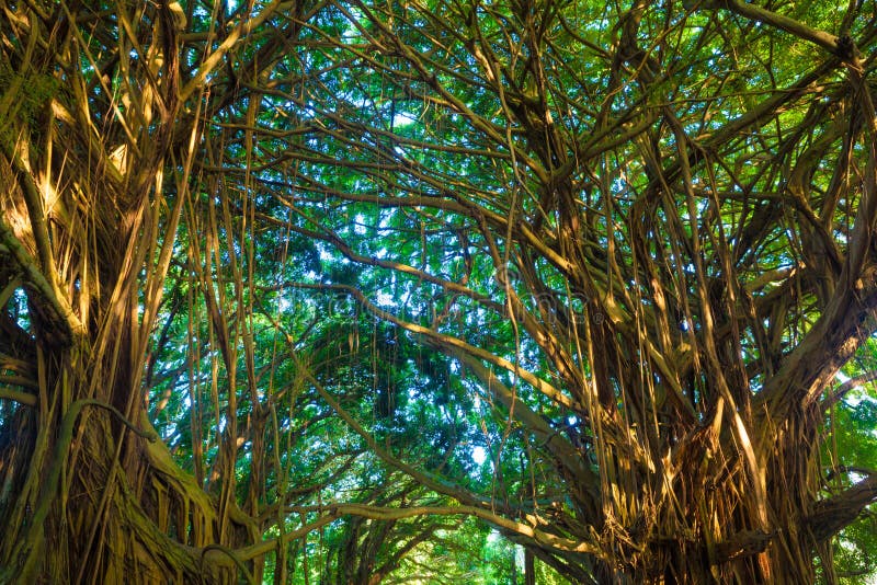 Giant banyan tree stock photo. Image of bark, grove, large - 54038988