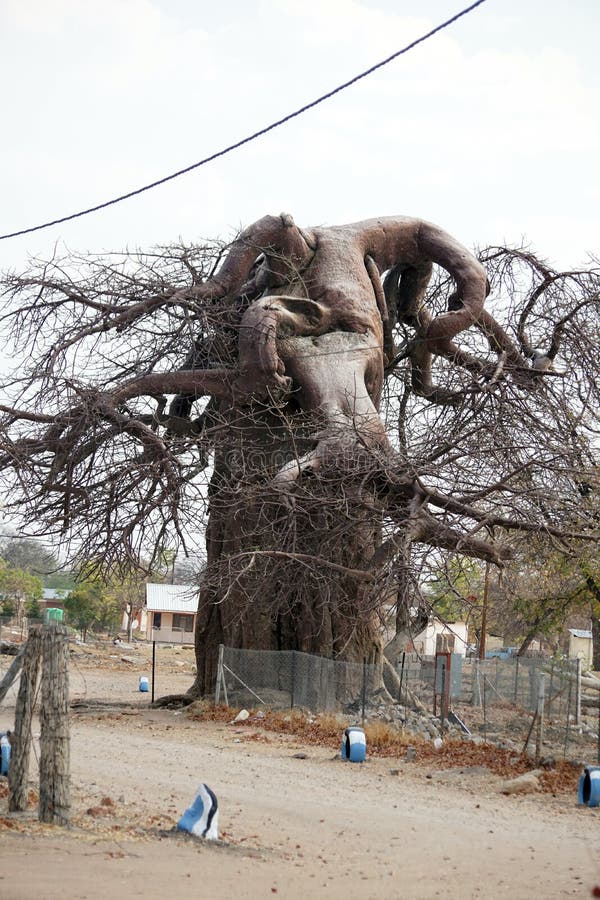 Giant Baobab Tree with Weaver Nests on an African Plain Stock Photo ...