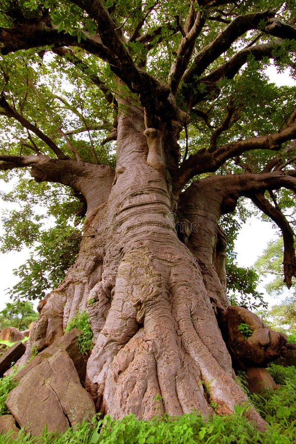 Biggest Baobab in South Africa Stock Image - Image of nature, baobab ...