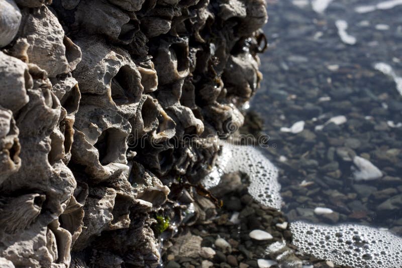 Giant Barnacles stock image. Image of rock, tidal, water - 18900991
