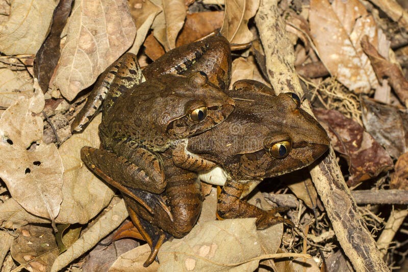 Giant Barred Frogs stock image. Image of iteratus, australia - 208089383