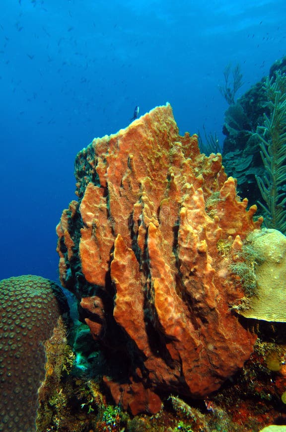 Giant barrel sponge stock image. Image of blue, underwater - 19009191