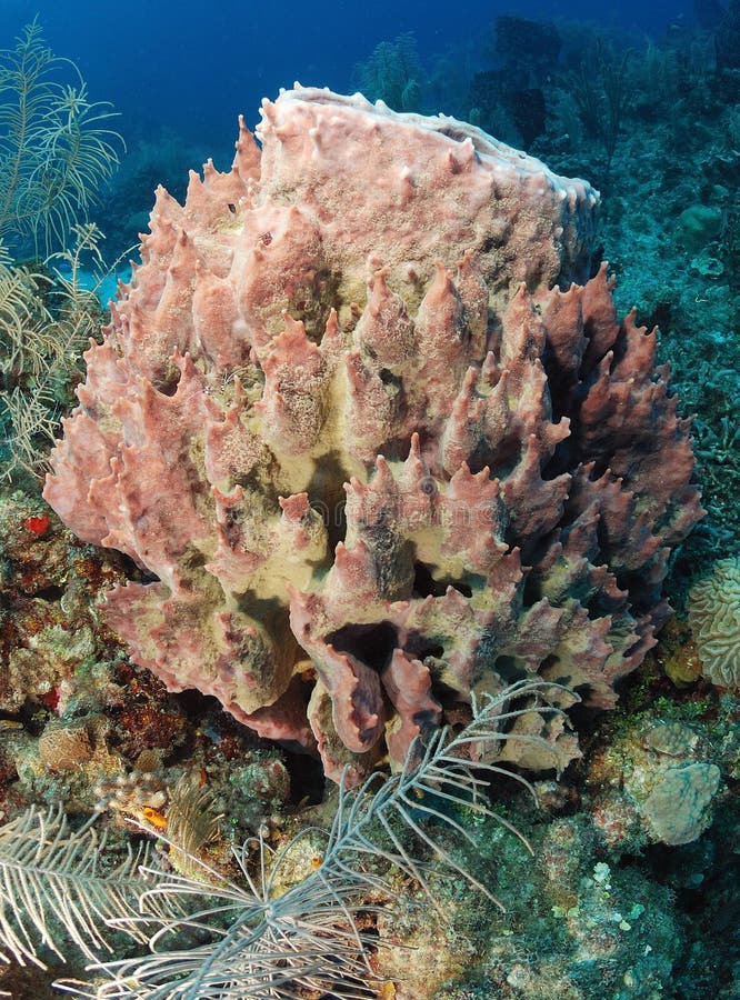 Giant barrel sponge stock photo. Image of coloured, tropics - 22631798