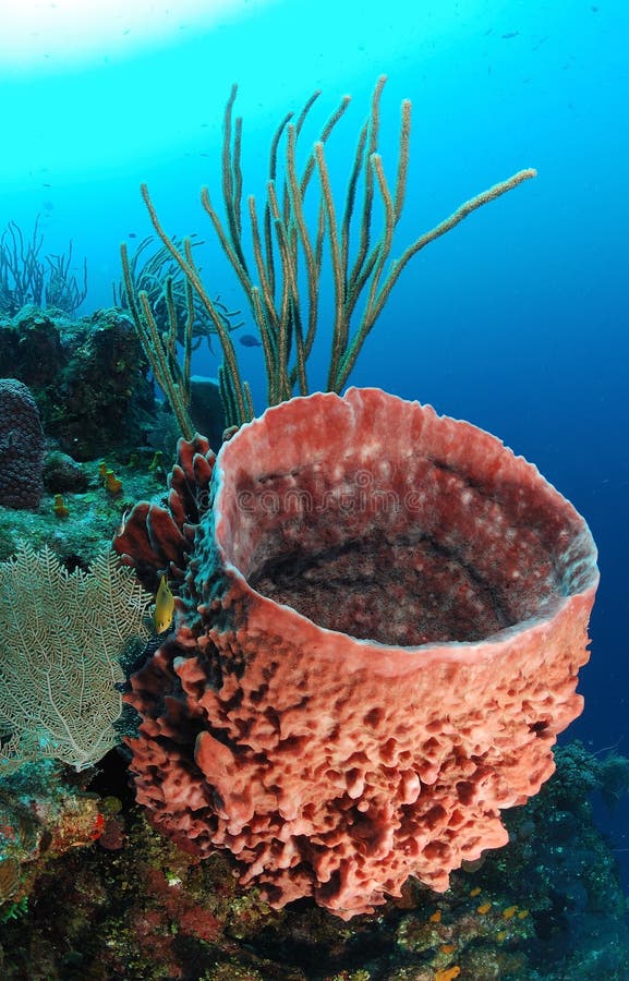 Giant barrel sponge stock photo. Image of muta, colours - 22667858