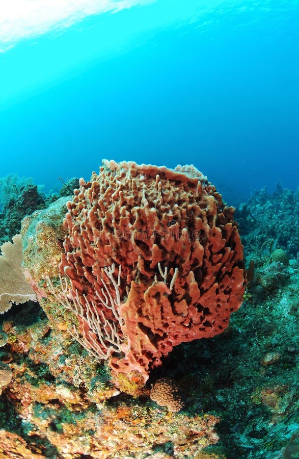 Giant barrel sponge stock image. Image of sponge, reef - 29224107