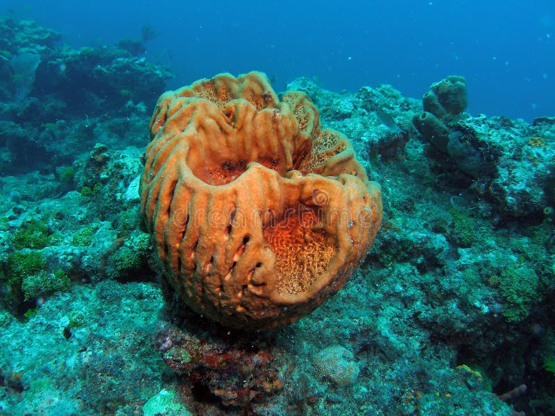 Giant Barrel Sponge Xestospongia Muta Stock Photo - Image of exotic ...
