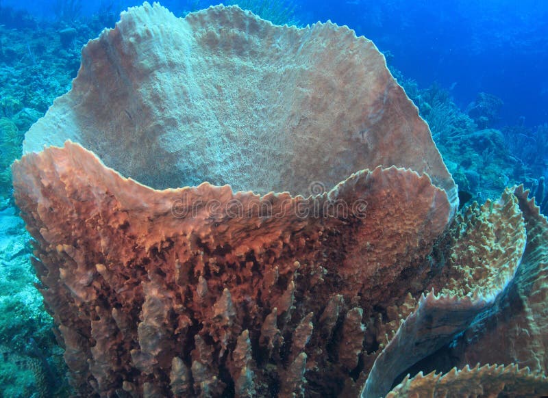 Giant Barrel Sponge Xestospongia Muta Stock Photo - Image of giant ...
