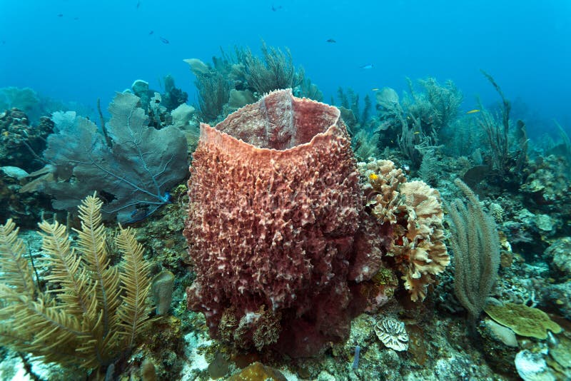 Giant Barrel Sponge Xestospongia Muta Stock Photo - Image of reef ...