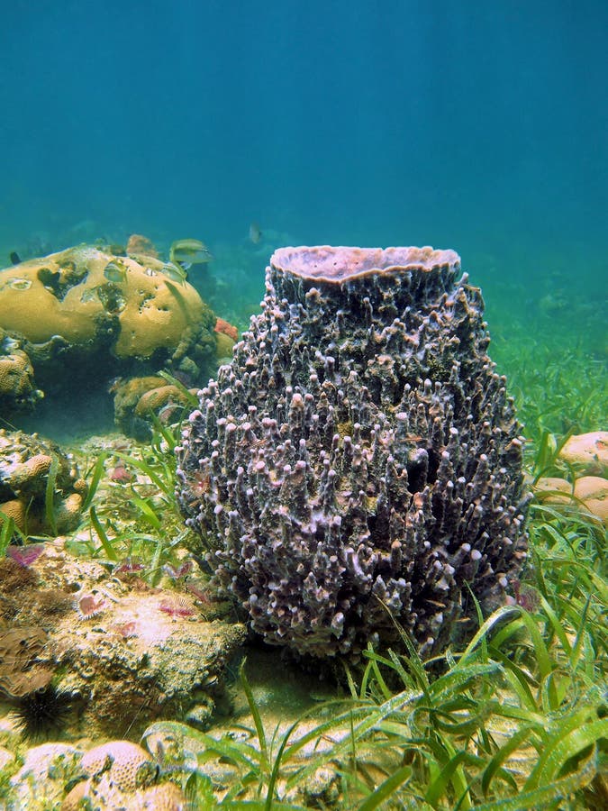 Giant Barrel Sponge Xestospongia Muta Stock Photo - Image of exotic ...