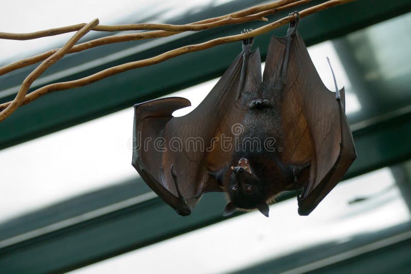 Flying Fox (Pteropus) stock image. Image of branch, tropical - 43114715