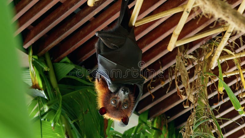 Giant Bat Sleeps Hanging from the Ceiling Stock Footage - Video of ...