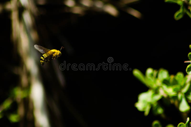 Giant bee mid-air stock image. Image of giant, leaf - 215164281