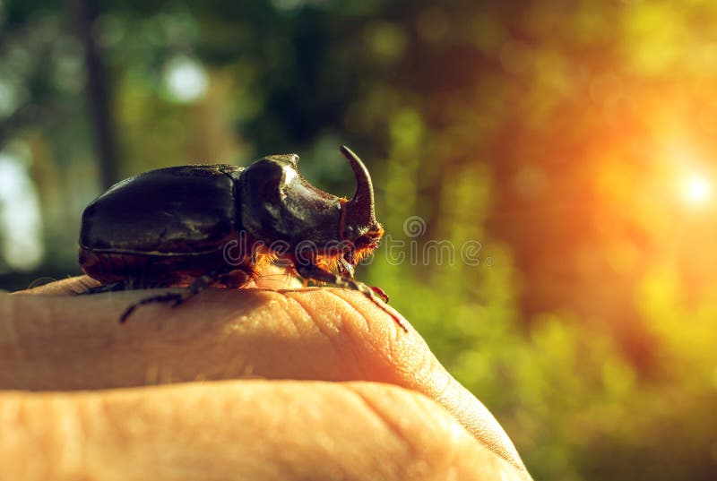 Giant Beetle Beetle, an Unusual Insect Beetle with a Horn at Sun Stock ...