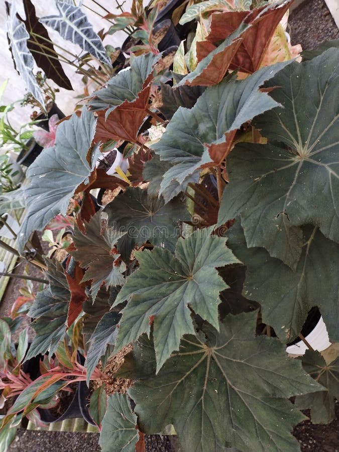 Giant Begonia plants stock image. Image of giant, carpet - 208697581