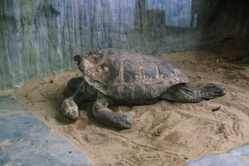 Giant Big Galapgos Earth Tortoise Turtle on the Floor Stock Photo ...