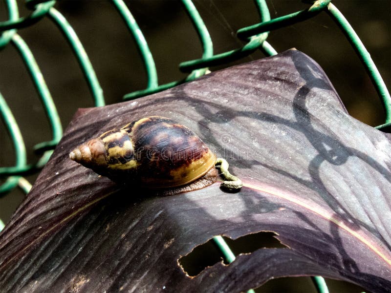 Giant Pond Snail Stock Photos - Free & Royalty-Free Stock Photos from ...