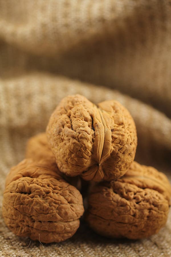 253 Giant Walnut Stock Photos - Free & Royalty-Free Stock Photos from ...