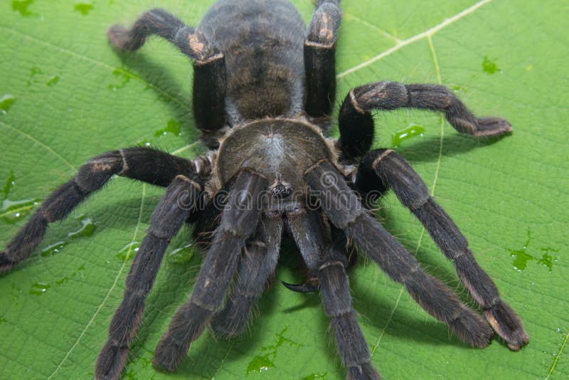 Giant Black Spider Isolate on Green Stock Image - Image of female ...