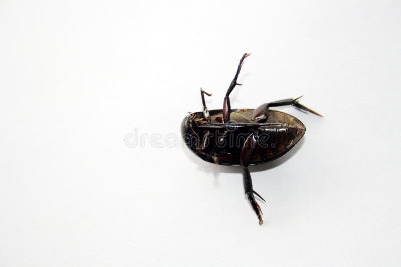 View of Giant Black Water Beetle (Hydrophilus Triangularis) from Lower ...