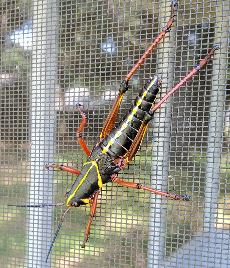 Giant Black and White Grasshopper Perched on a Screen Stock Photo ...