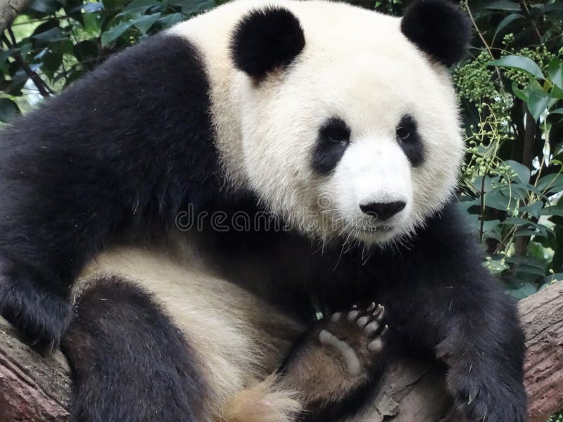 Giant panda bear in a tree stock photo. Image of giantpanda - 271763216