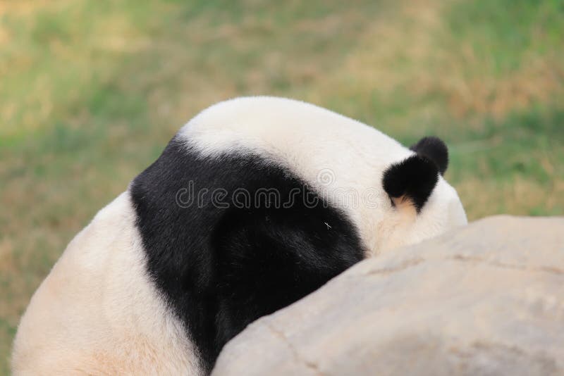 A Giant Black and White Panda Relaxes Stock Image - Image of astonished ...