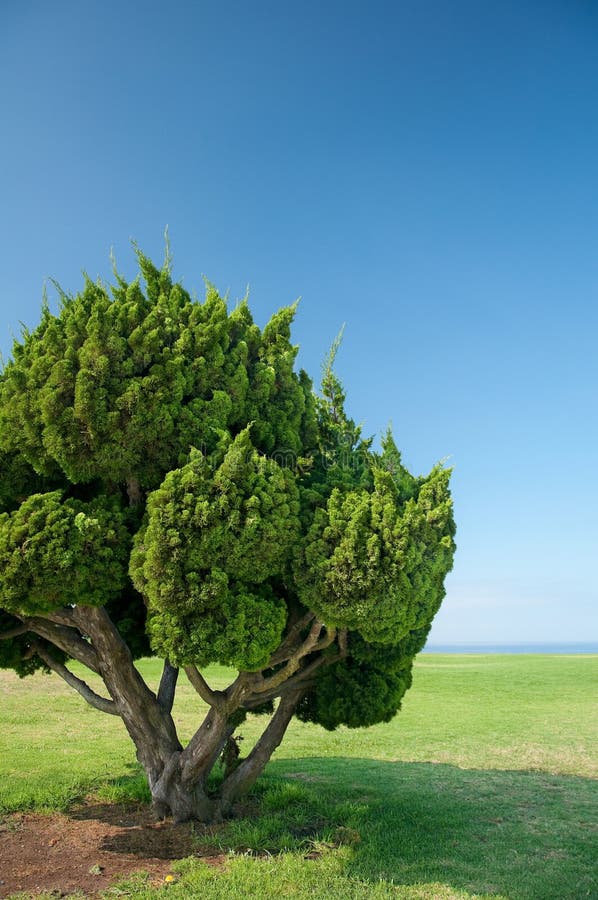 Giant Bonsai at Baluarte De San Diego Gardens Manila Philippines Stock ...