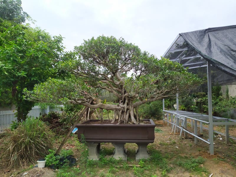 Giant Bonsai plant stock photo. Image of flower, tree - 255674710