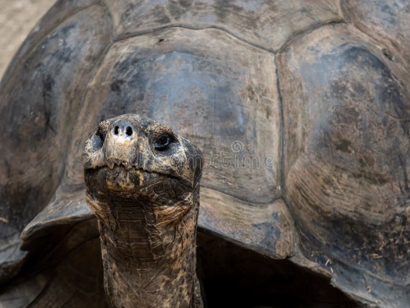 Giant Box Turtle Up Close with Head and Shell Stock Image - Image of ...