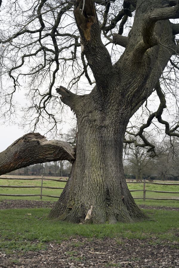 Giant Branch Broken Off an Old Oak Tree Stock Photo - Image of ...