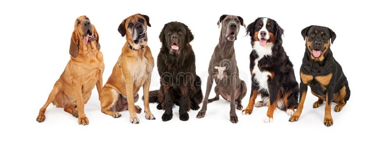 Giant Breed Dog Group stock photo. Image of breed, isolated - 51214636