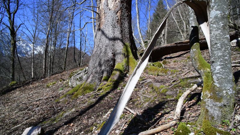Giant Old Rotten Tree Left To Nature Stock Video - Video of destruction ...