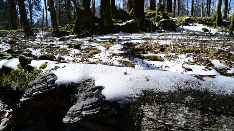 Giant Old Rotten Tree Left To Nature Stock Video - Video of destruction ...