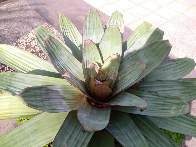 Giant Bromelia Tree, Tidy Leaf Structure Stock Photo - Image of garden ...