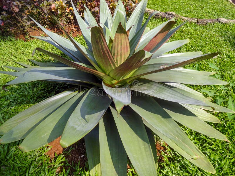 Giant Bromeliad Plant with Perfect Leaves Stock Image - Image of ...