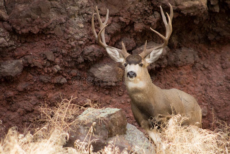 Giant Buck in Front of a Rock Stock Photo - Image of beautiful ...