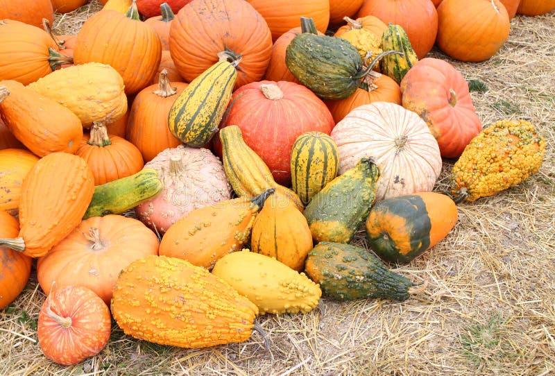 Giant Bumpy Gourd and Pumpkin Stock Photo - Image of gourds, seasonal ...