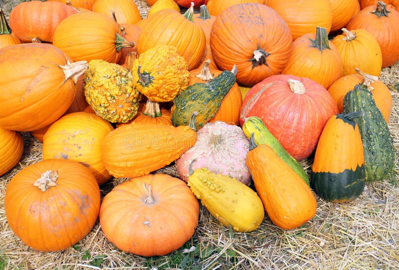 Giant Bumpy Gourd and Pumpkin Stock Photo - Image of variety, winter ...