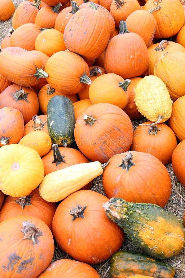 Giant Bumpy Gourd and Pumpkin Stock Image - Image of bumpy, food: 108186481