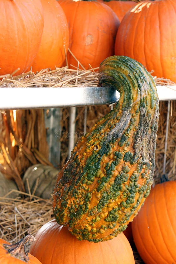 Pumpkin stock photo. Image of food, autumn, edible, yellow - 108187214