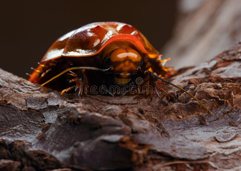 The Giant Burrowing Cockroach Stock Image - Image of disgust, arthropod ...