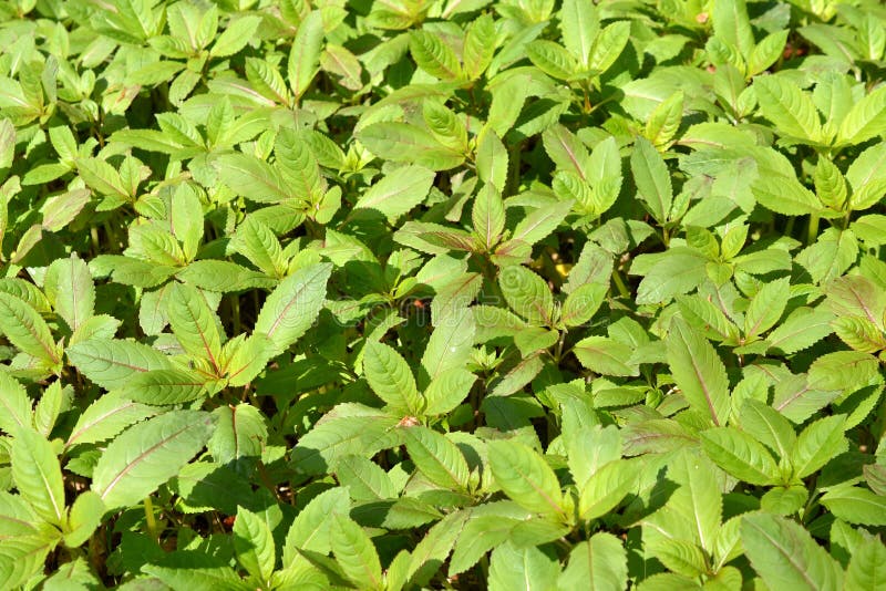 Giant Busy Lizzie Plants in the Spring. Stock Image - Image of crop ...