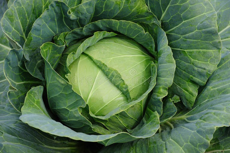Giant Cabbage stock photo. Image of photosynthesis, harvested - 23663578