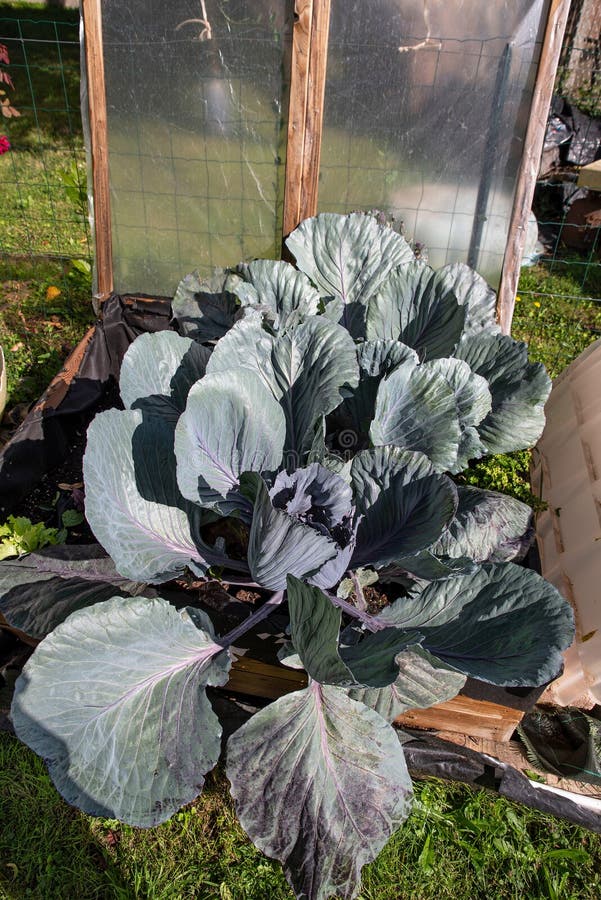 Cabbage in a garden stock image. Image of cultivate - 341327877