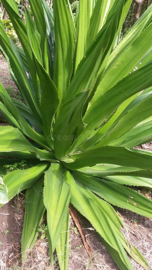 Big cactus leaves close-up stock photo. Image of botanical - 774748