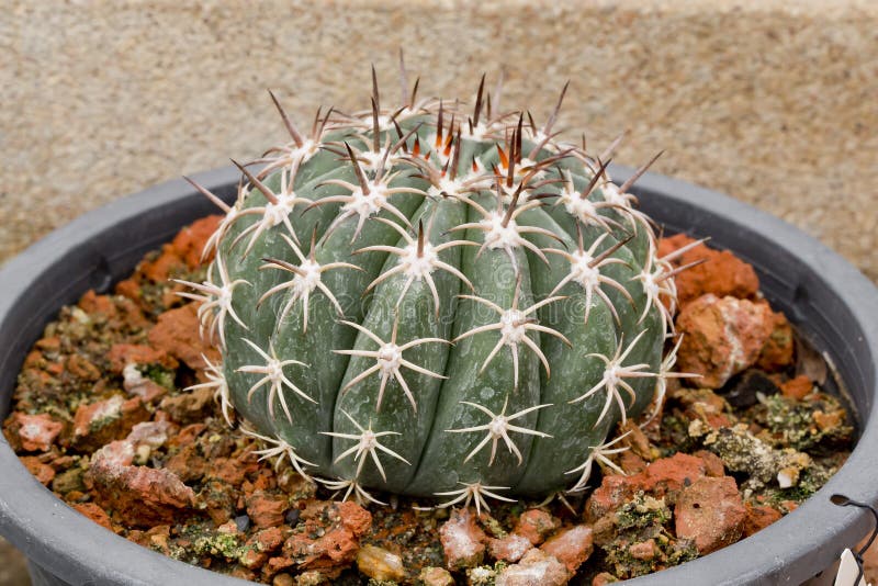 Giant cactus in pot stock photo. Image of cactus, cluster - 47056614
